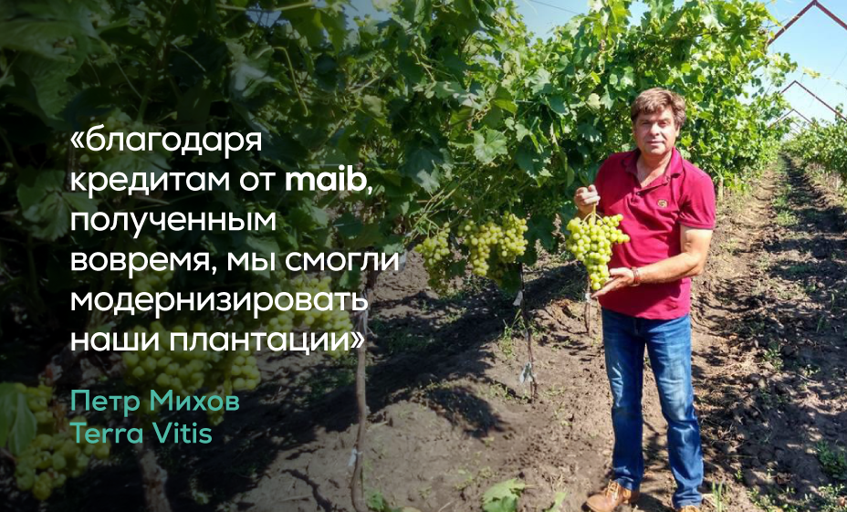 Петр Михов. В коллекции Terra Vitis более 180 сортов столового ...